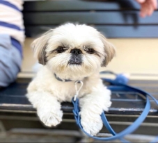 Cuccioli carini e molto shih tzu